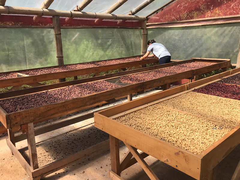 Secado De Semillas Macaw Kakau